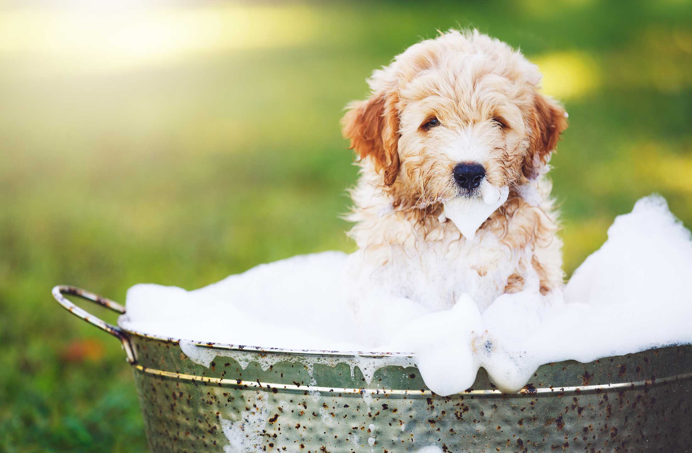 Car Wash and Dog Washing Station | Bozeman, MT | Bridger Bubbles Car ...
